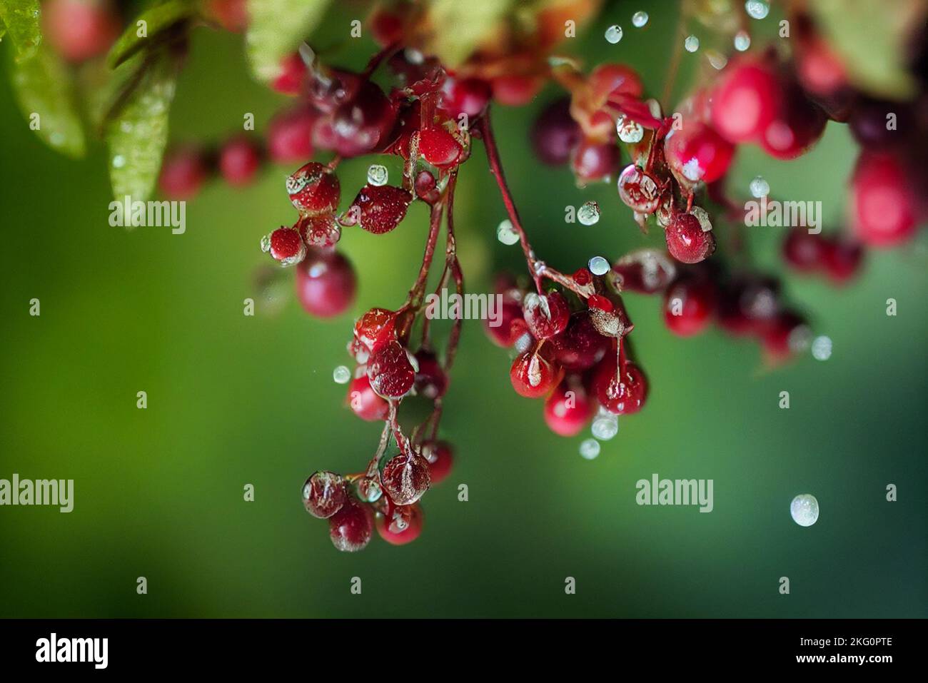 Fruits hanging from a bush hi-res stock photography and images - Alamy