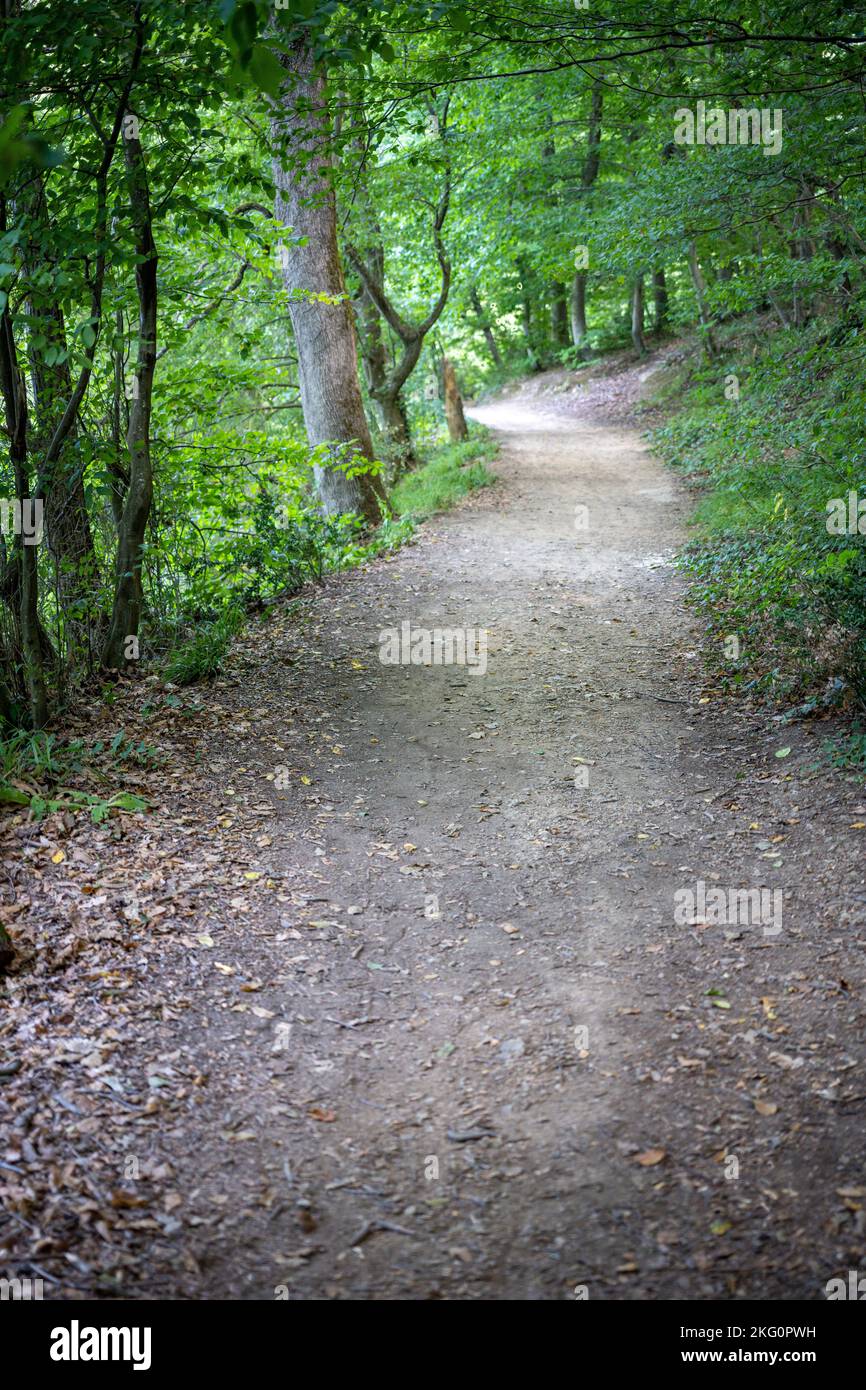 A narrow walking path between the Belgrad forest trees in Istanbul ...