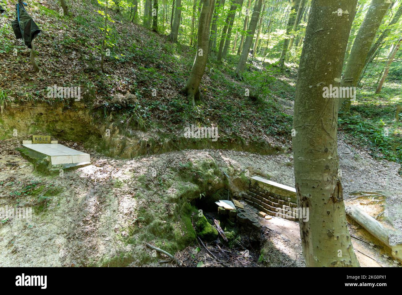 The roots of the trees in Belgrad Forest in Istanbul, Turkey Stock ...