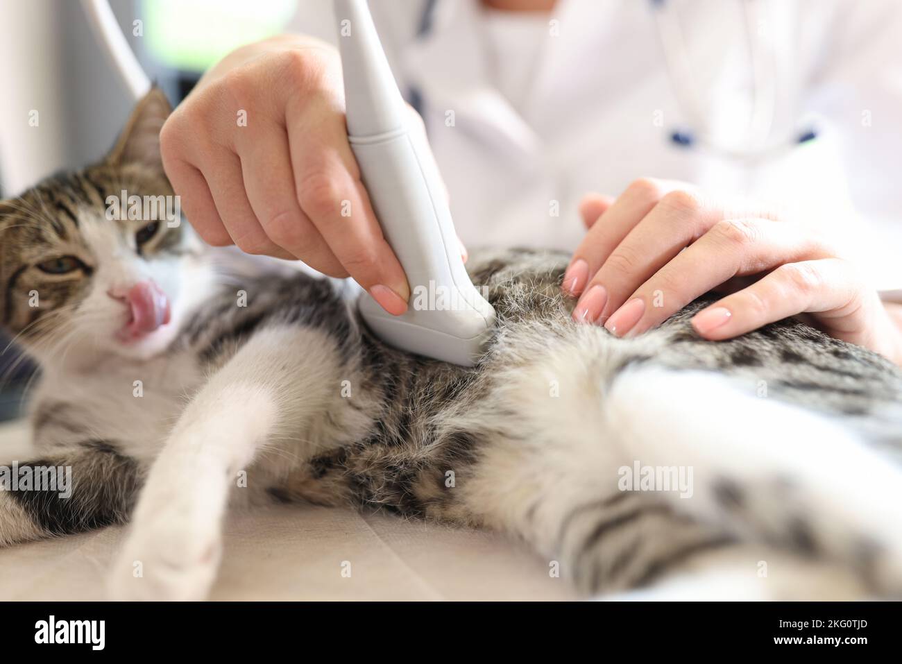Cat having ultrasound scan in vet office Stock Photo - Alamy