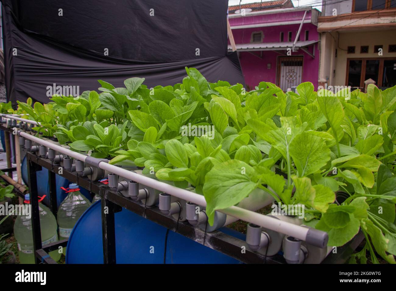 fresh spinach vegetable field on hydroponic method Stock Photo - Alamy