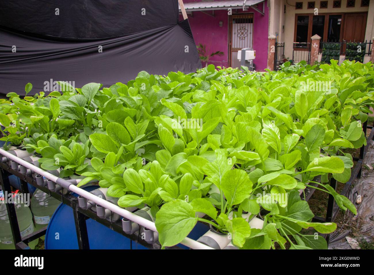 fresh spinach vegetable field on hydroponic method Stock Photo - Alamy