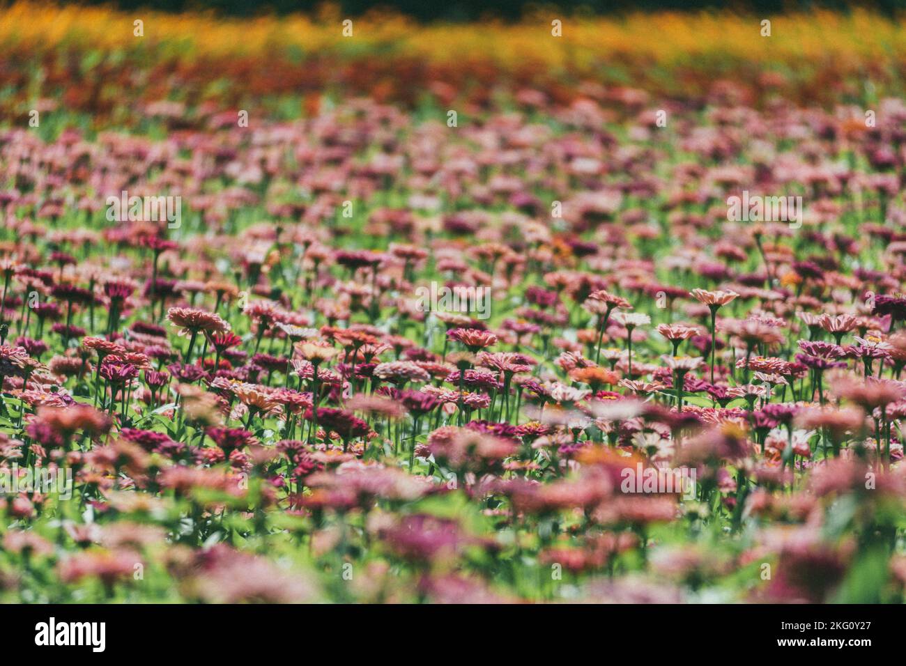 The pink common zinnia flower in the field Stock Photo - Alamy