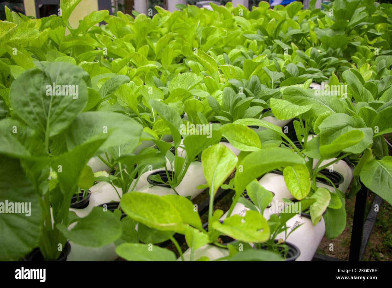 fresh spinach vegetable field on hydroponic method Stock Photo - Alamy