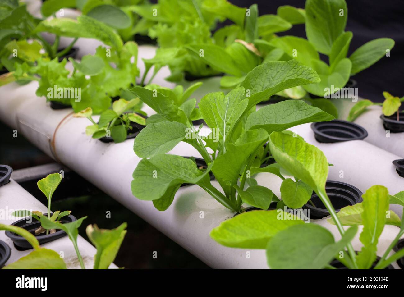 fresh spinach vegetable field on hydroponic method Stock Photo - Alamy