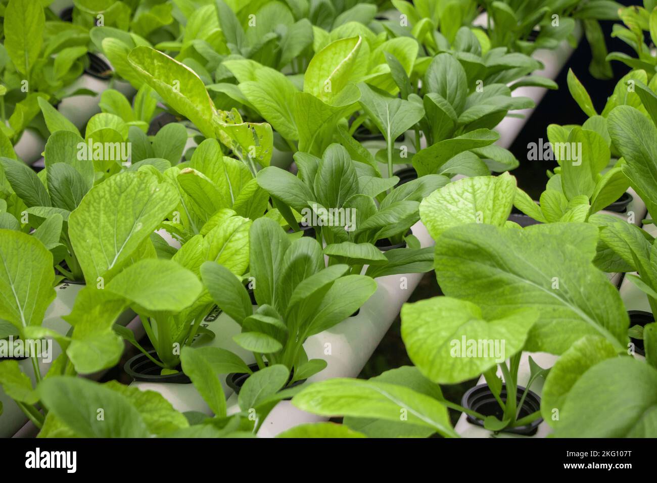 fresh spinach vegetable field on hydroponic method Stock Photo - Alamy