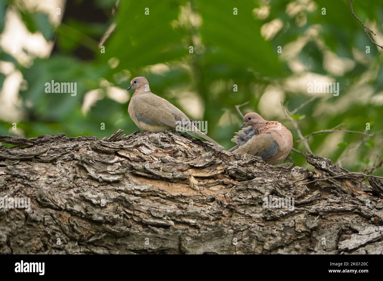 Piegon couple hi-res stock photography and images - Alamy