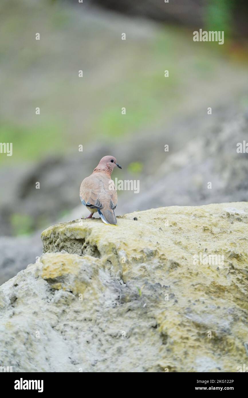a pigeon sitting on rock , bird on rock, bird on mountain, bird sitting ...