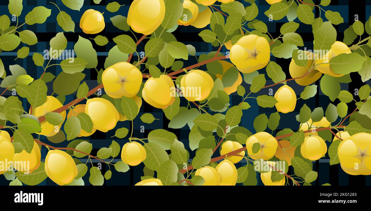 Branches quince tree with ripe fruits. Dark background picture. Garden ...