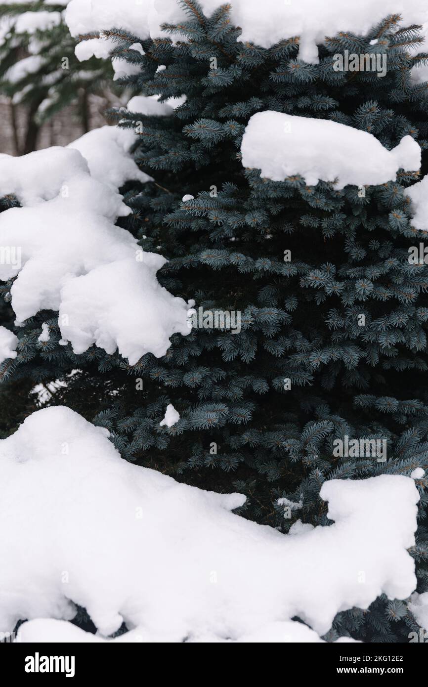 Conifer tree outdoor in winter. Macro photo of snowy Christmas tree ...