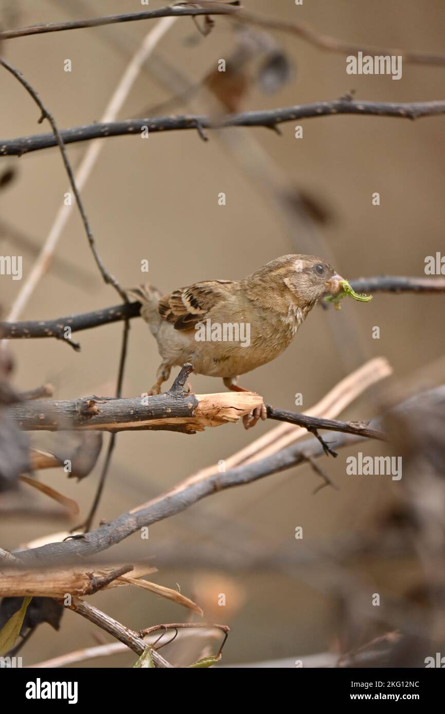 A vertical closeup shot of a common sparrow with an insect in its beak ...