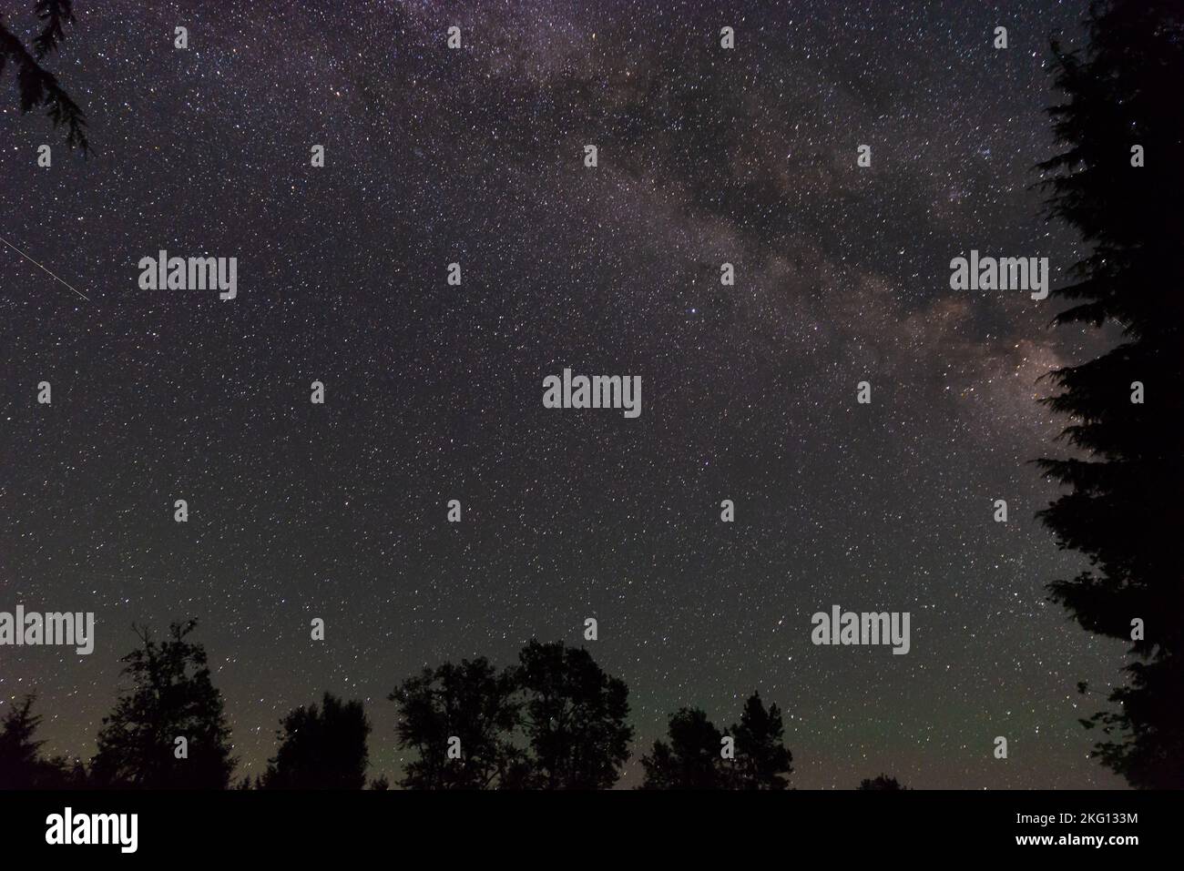 A starry night sky with tree silhouettes in the foreground, perfect for ...