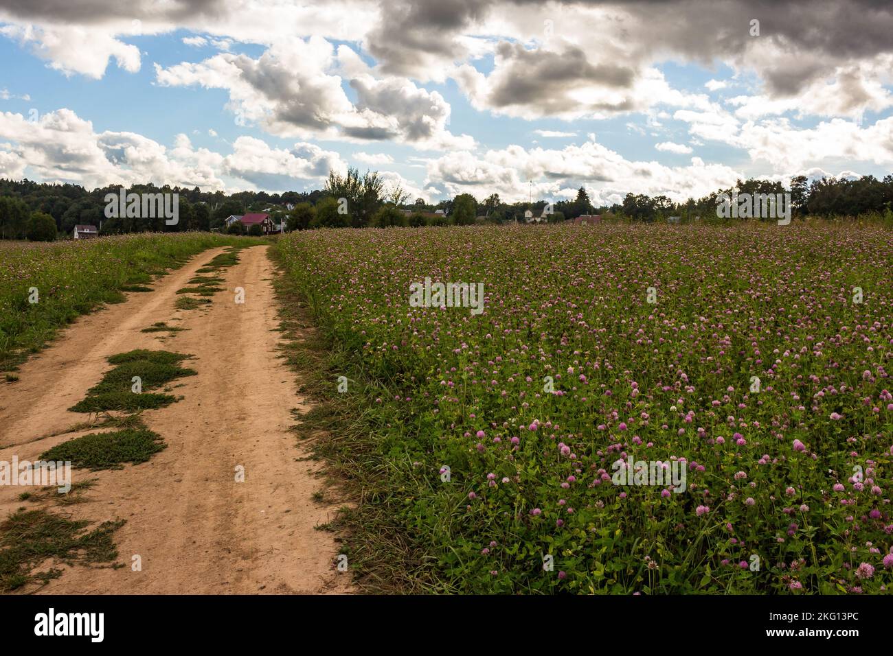 Country dirt road running along a field with blooming meadow clover ...