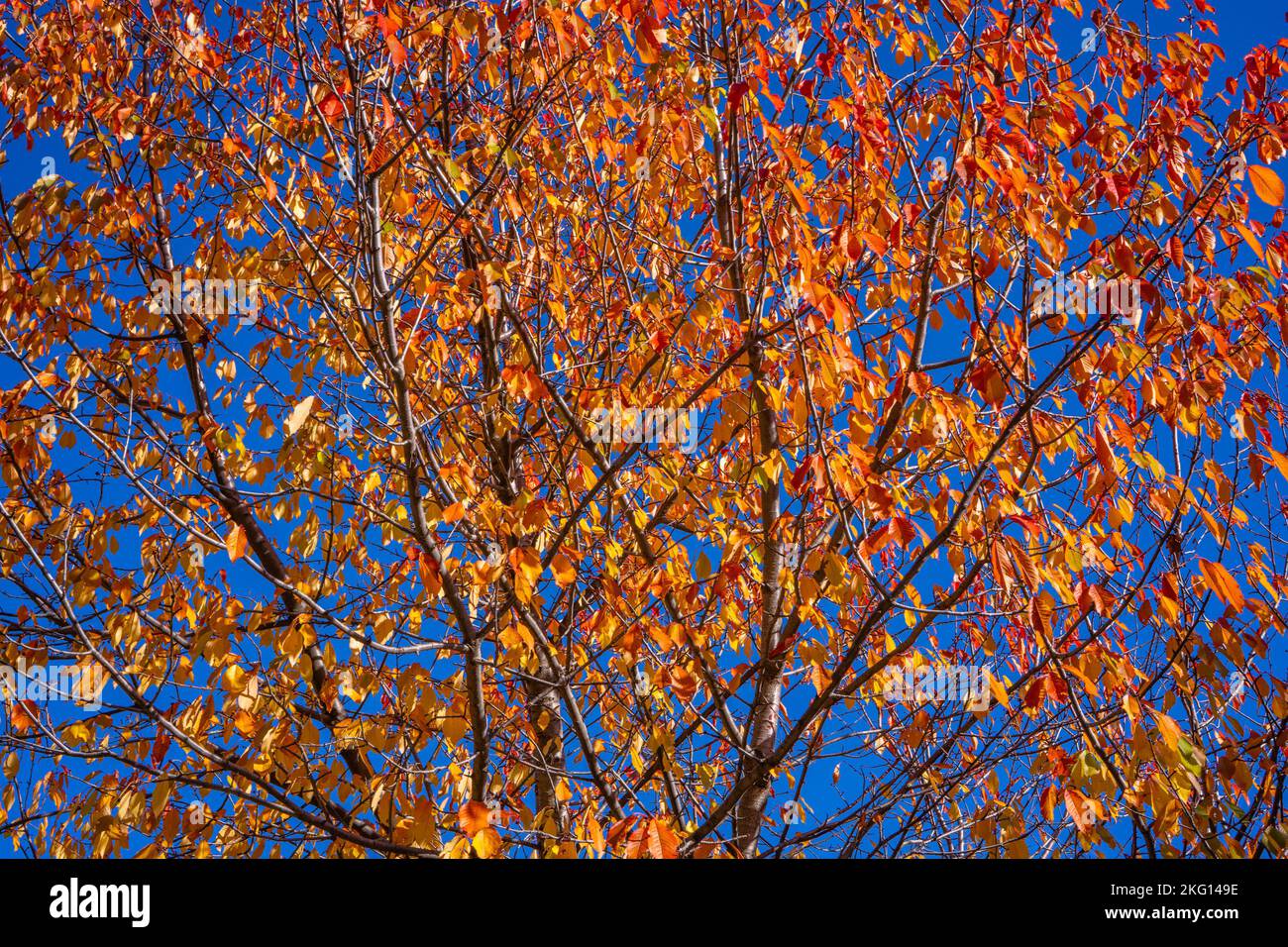 Beautiful autumn tree background over blue sky, red and yellow leaves ...