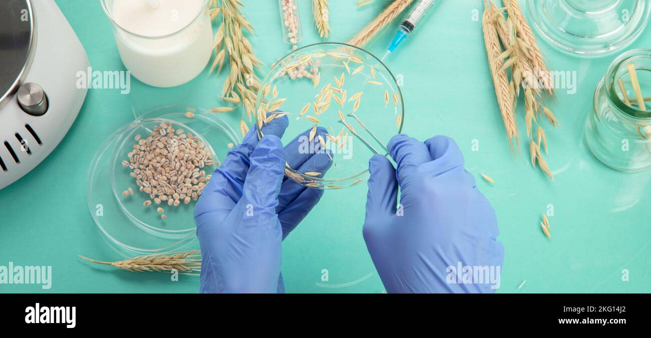 Analyzing agricultural wheat grains in laboratory. Wheat genetically ...