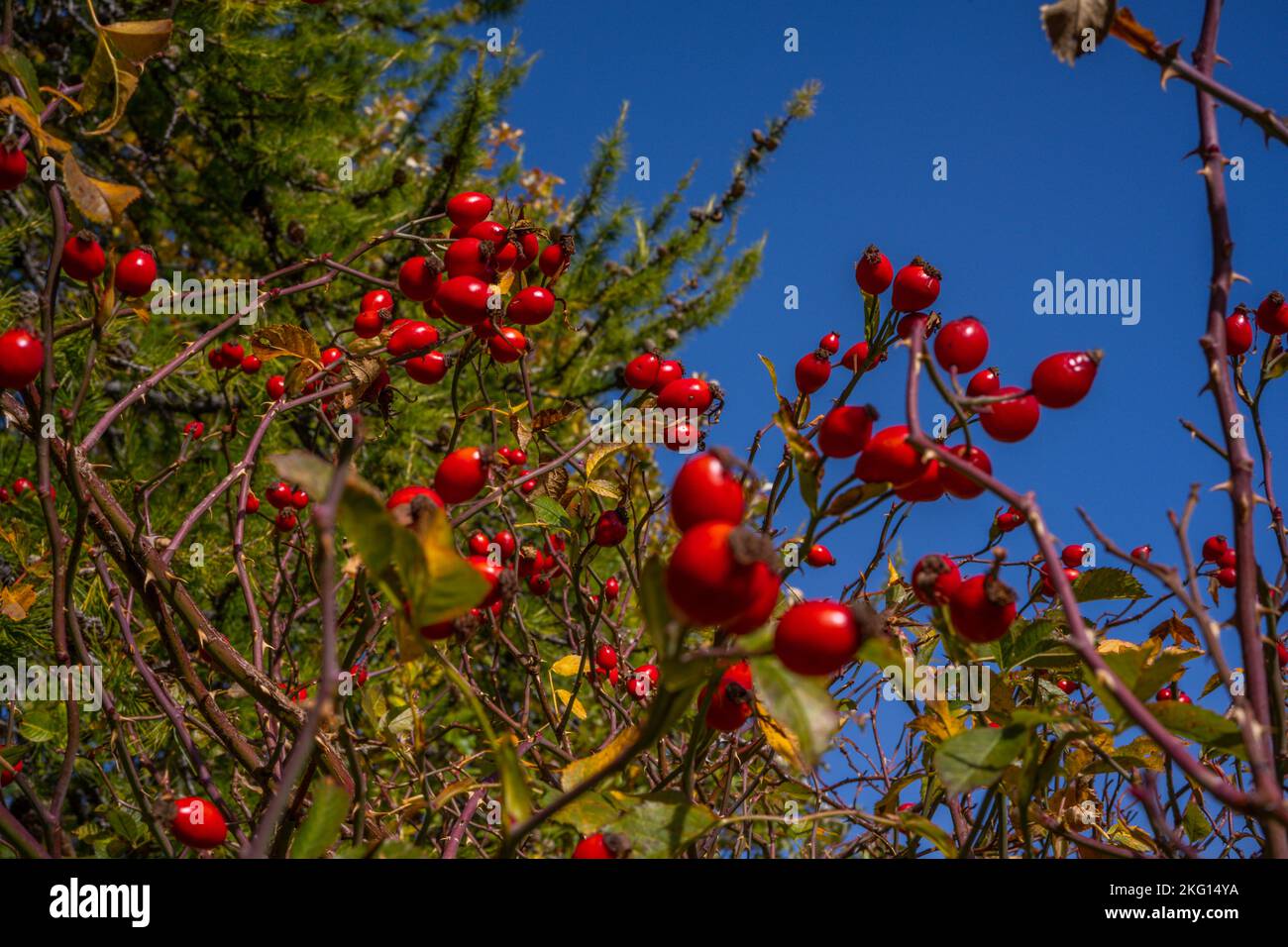 Rosehip berries on a bush in the autumn forest. Red medicinal fruits of ...