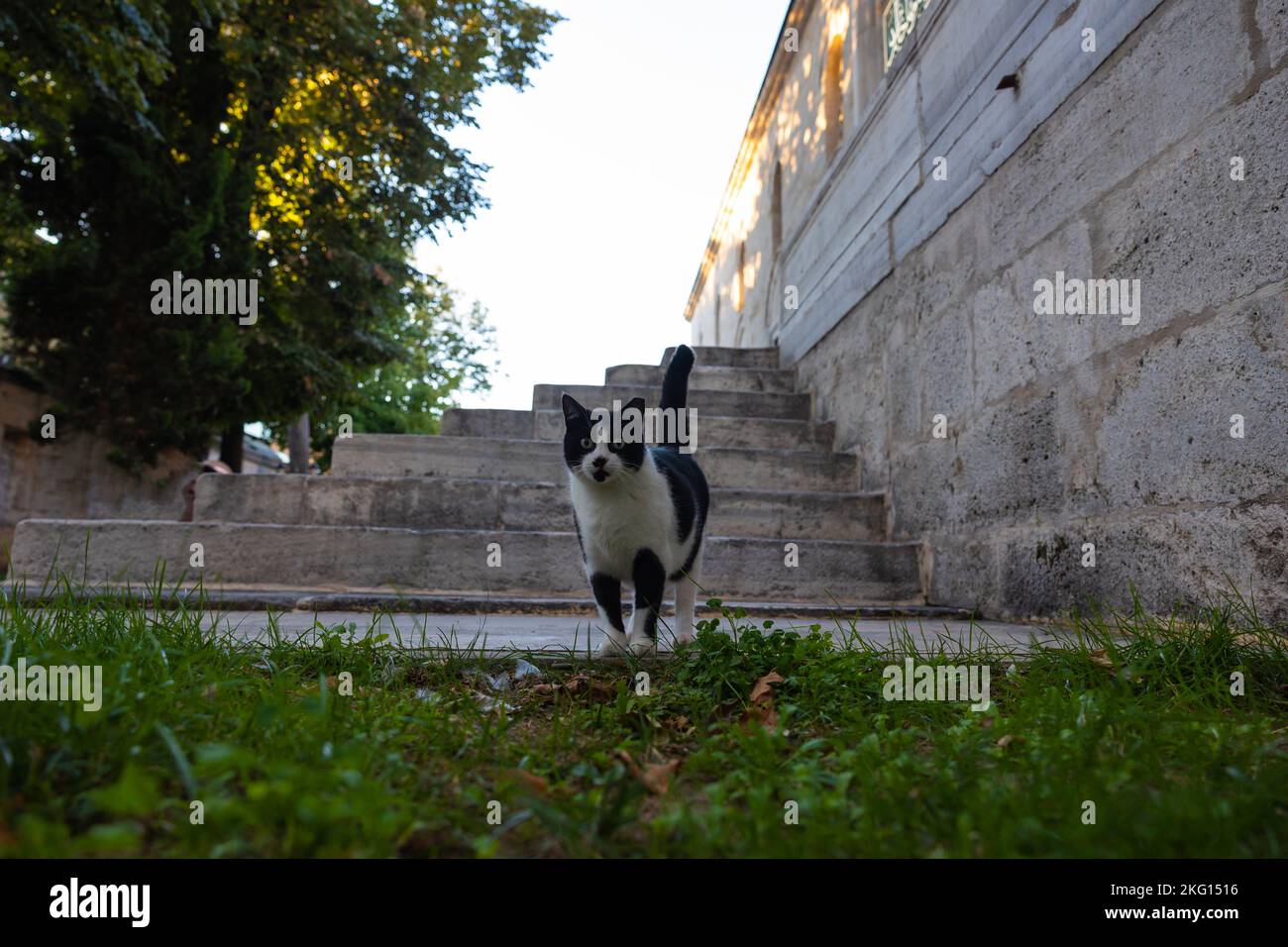 A stray cat walking in the garden of a mosque in Istanbul. Stray cats ...