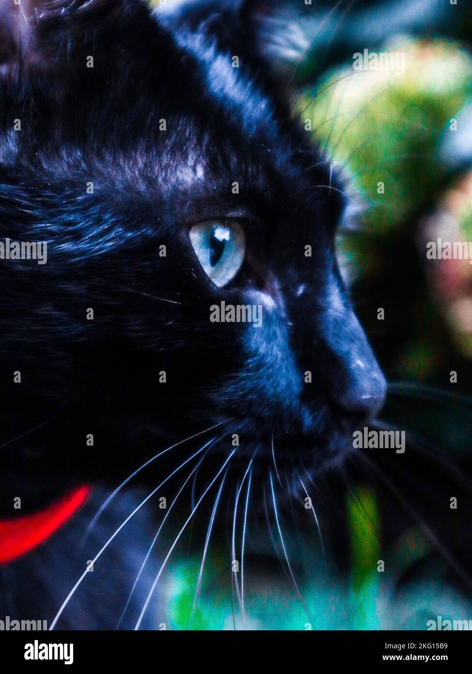 A vertical close-up shot of a black cat profile in a blur Stock Photo ...