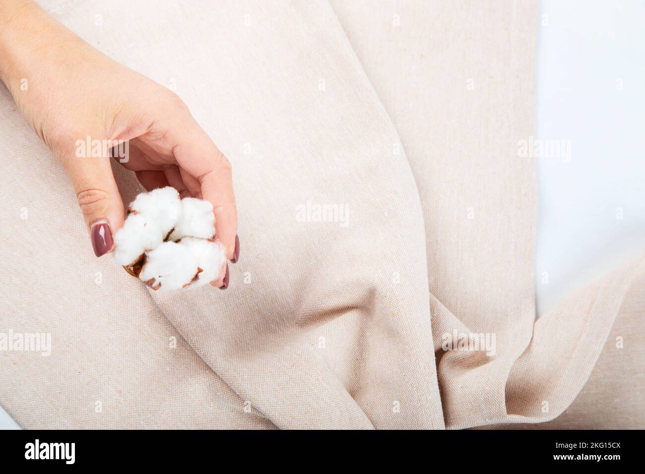 Dry cotton flowers branch, beige linen napkin top view on beige ...