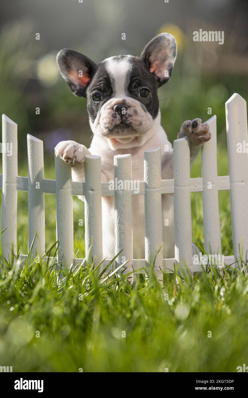 French bulldog puppy at the fence Stock Photo - Alamy