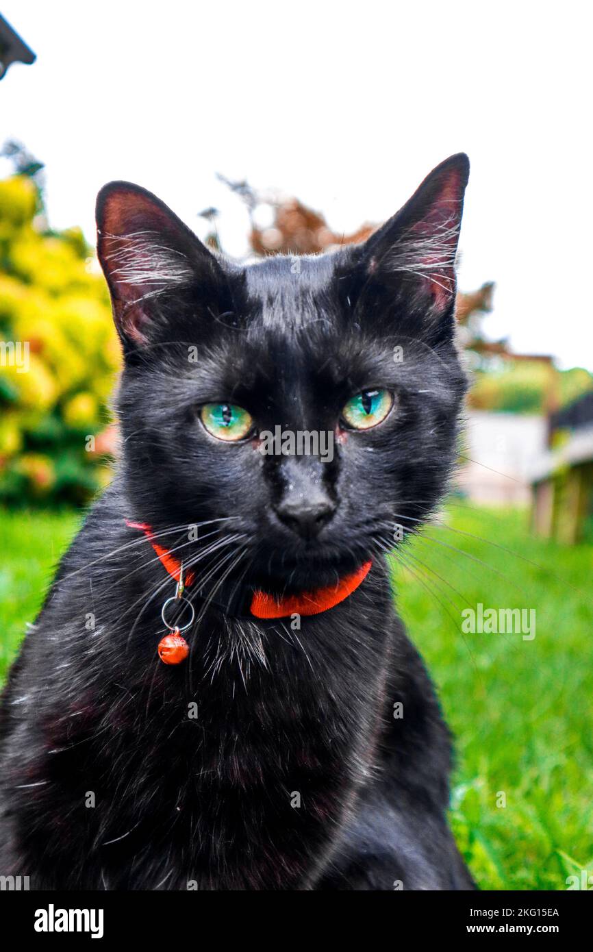 A vertical close-up shot of a black cat in a red collar Stock Photo - Alamy