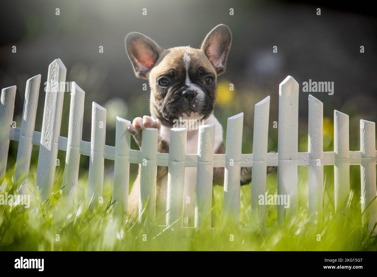 French bulldog puppy at the fence Stock Photo - Alamy