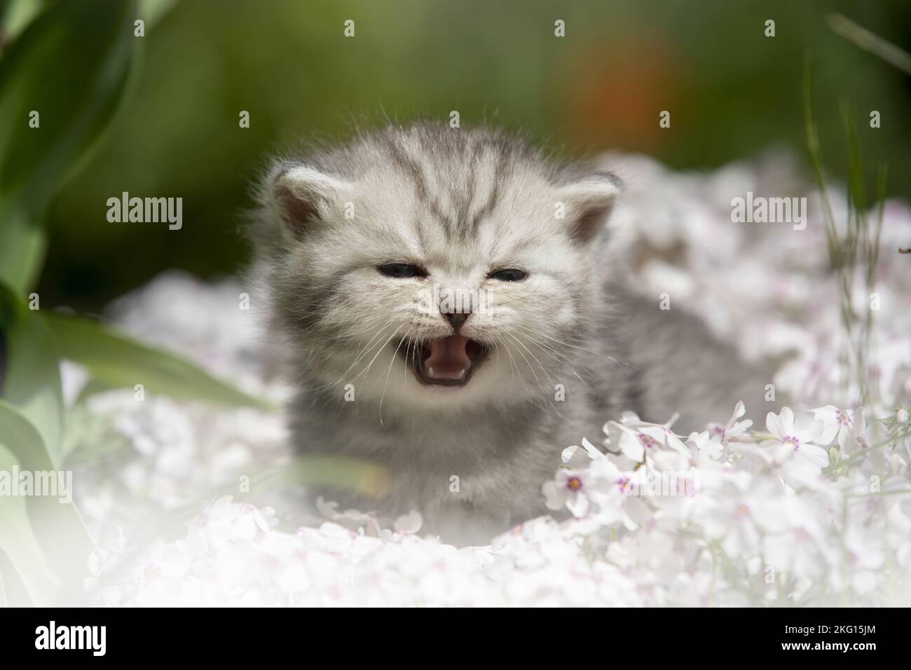 meowing British Shorthair kitten Stock Photo - Alamy