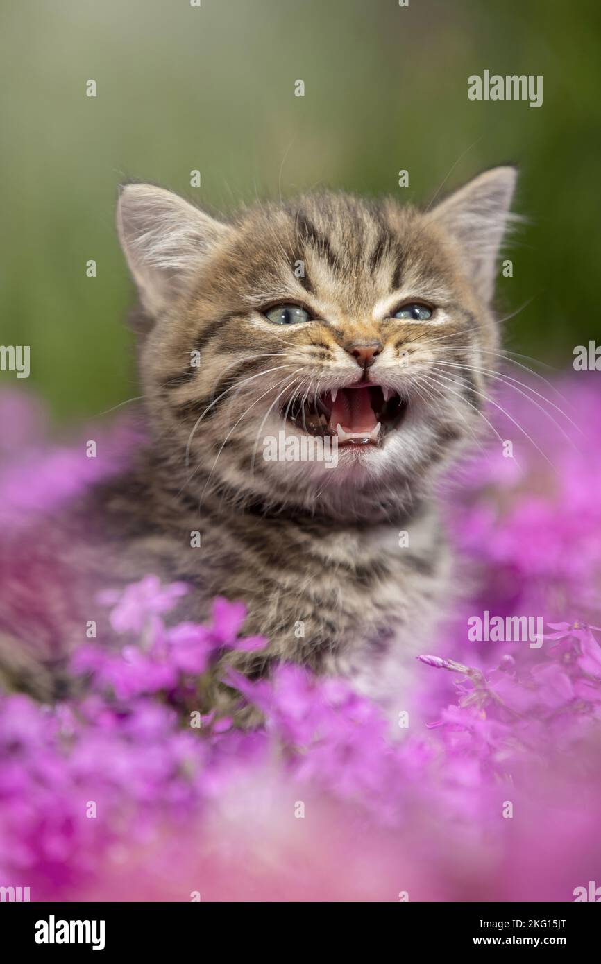 meowing British Shorthair kitten Stock Photo - Alamy