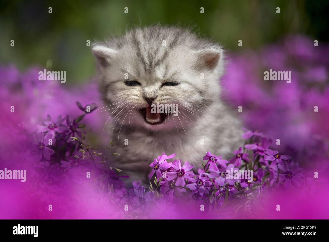 Crying rose hi-res stock photography and images - Alamy
