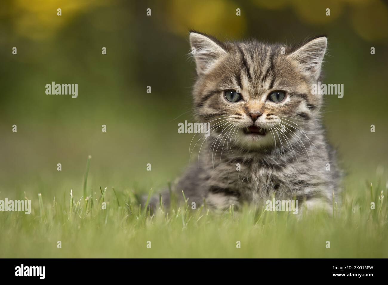 meowing British Shorthair kitten Stock Photo - Alamy