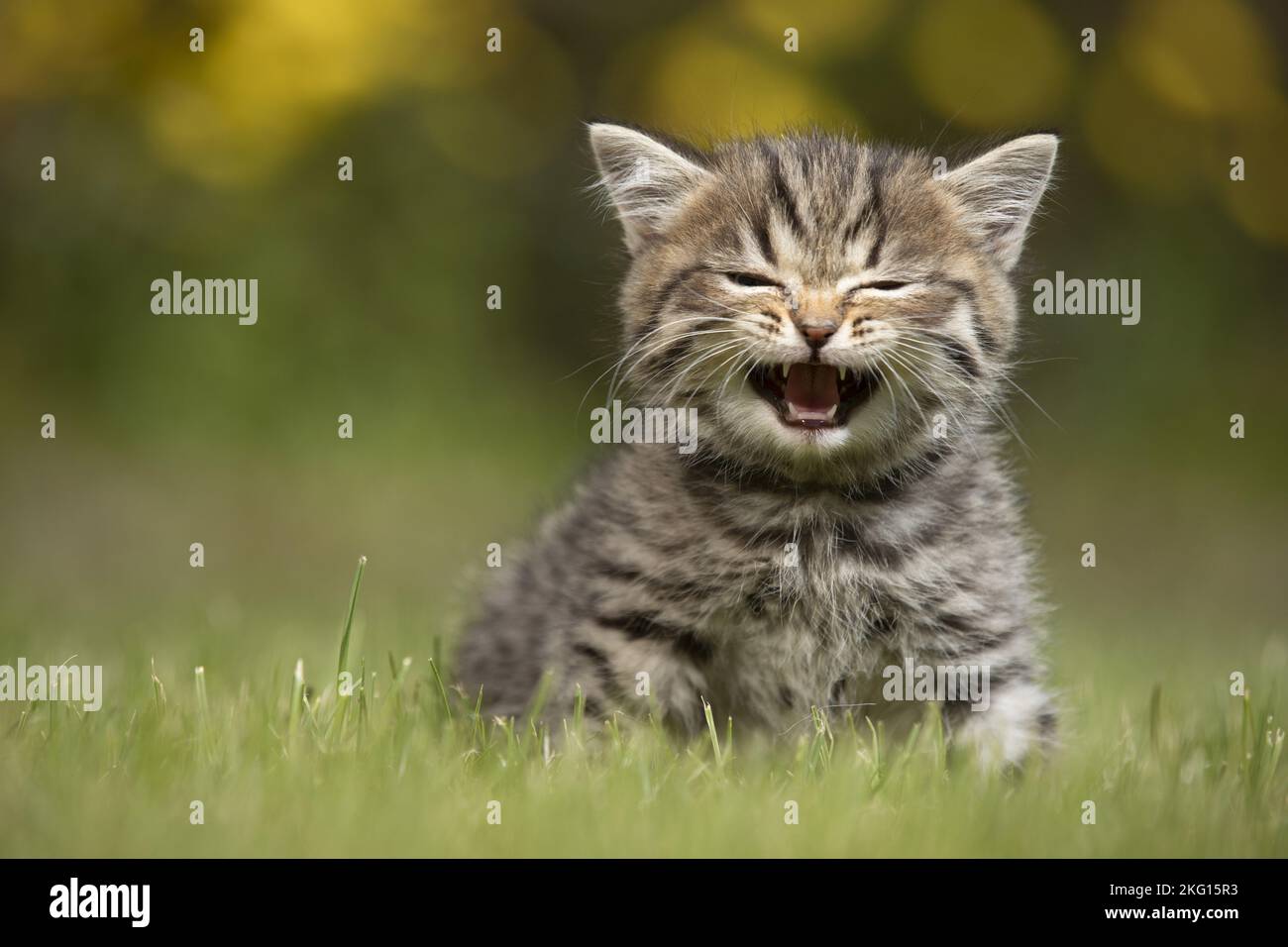 meowing British Shorthair kitten Stock Photo - Alamy