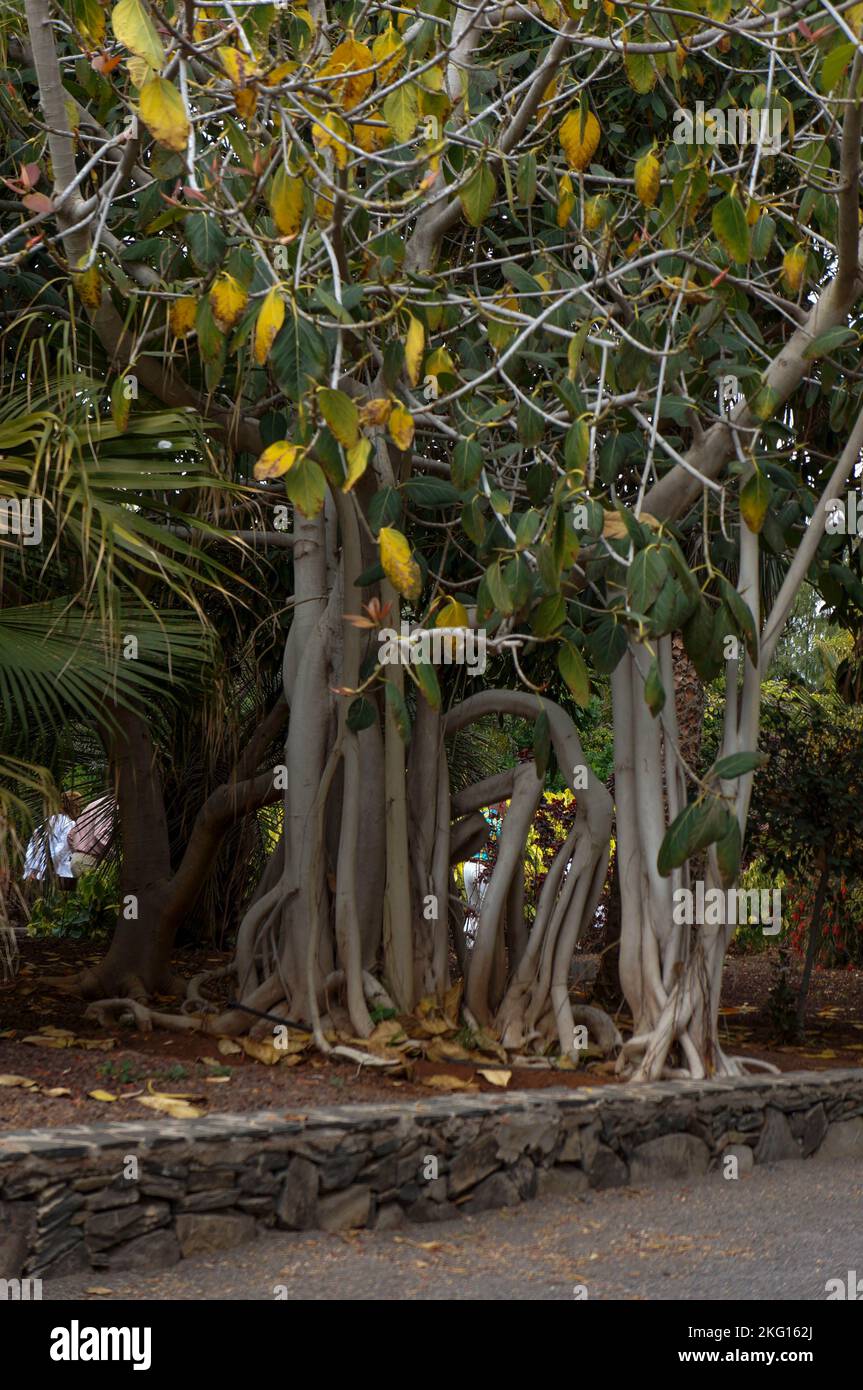 Ficus multi stem hi-res stock photography and images - Alamy