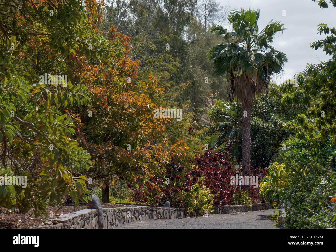 Maspalomas botanical park Stock Photo - Alamy