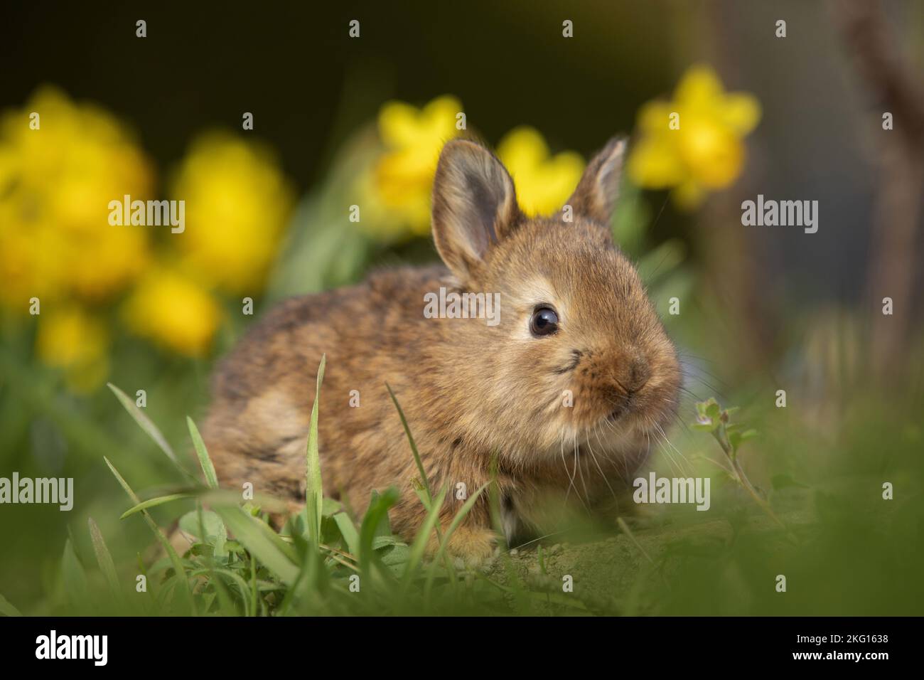 Baby rabbit daffodil meadow hi-res stock photography and images - Alamy