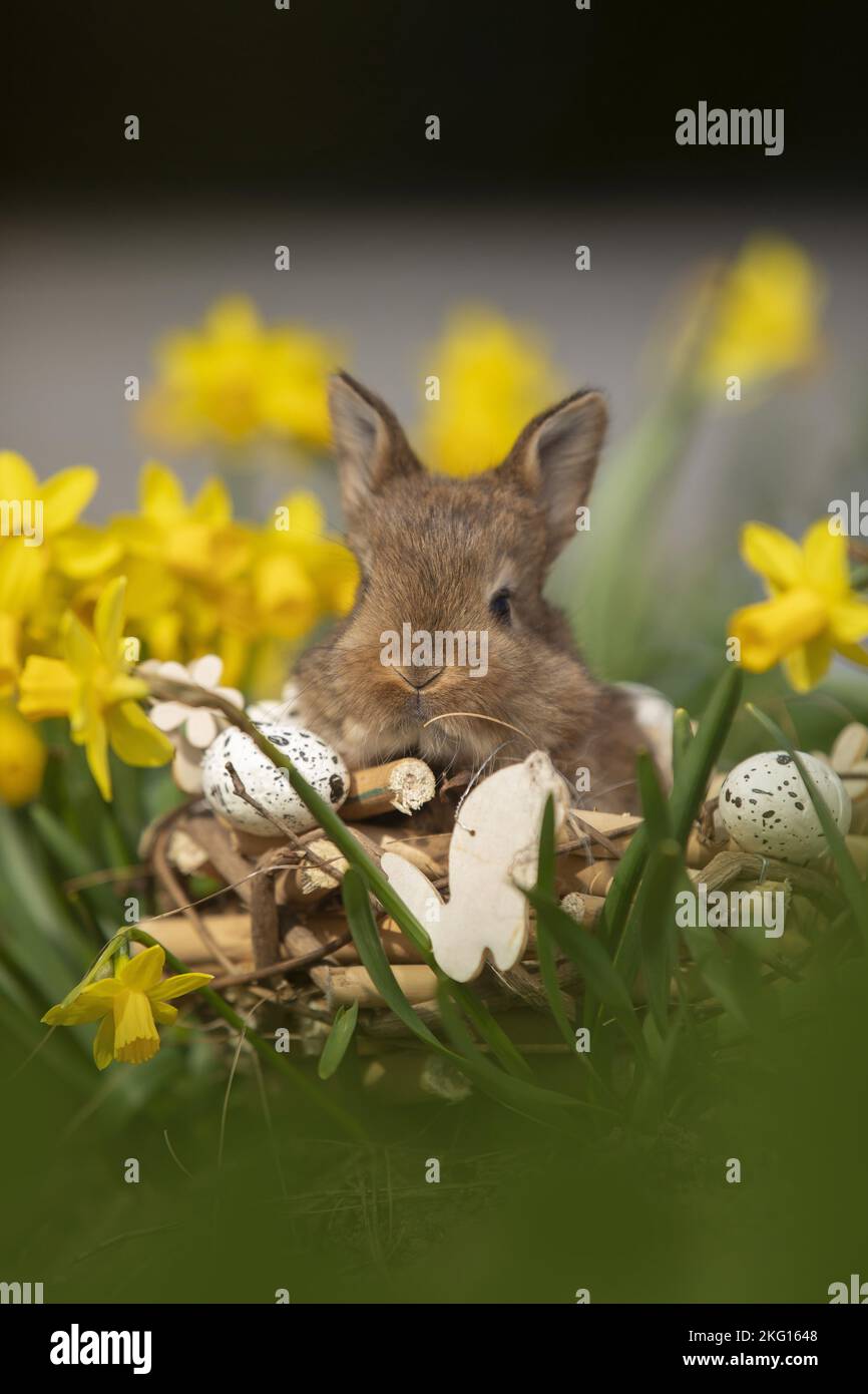 young rabbit between blossoms Stock Photo - Alamy
