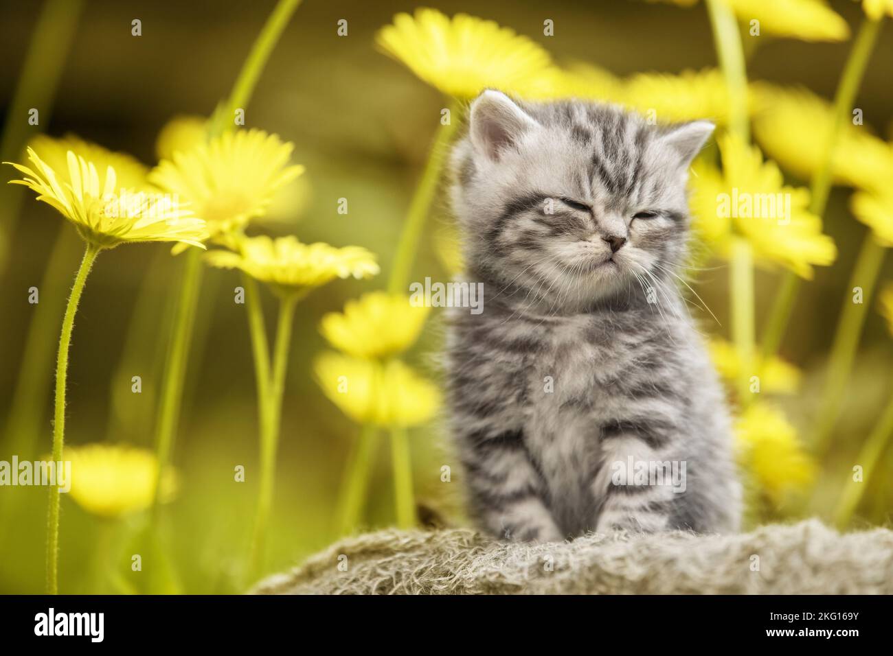 Sitting dozing hi-res stock photography and images - Alamy