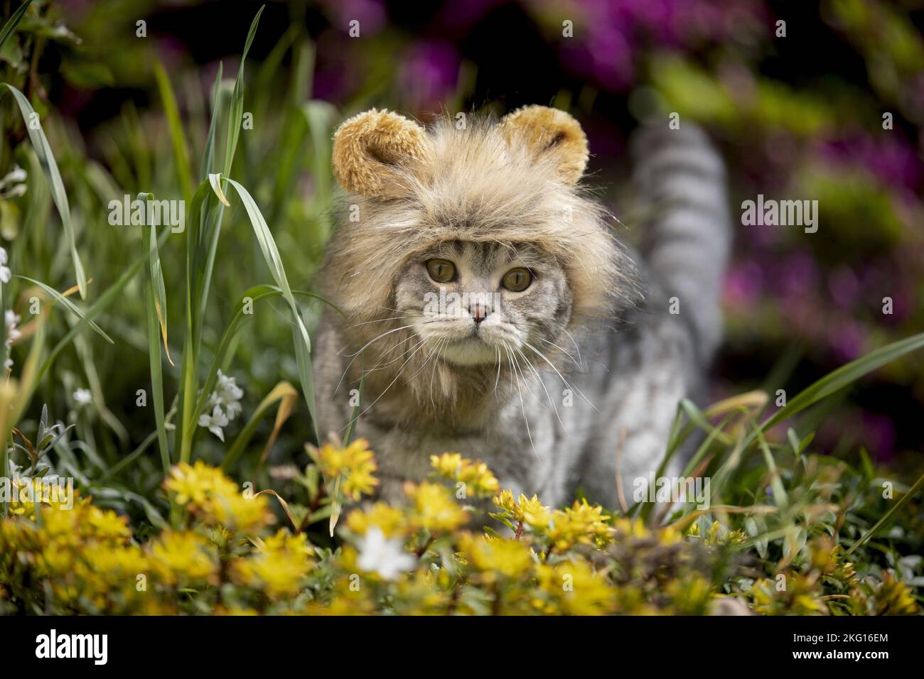 standing Scottish Fold Stock Photo - Alamy