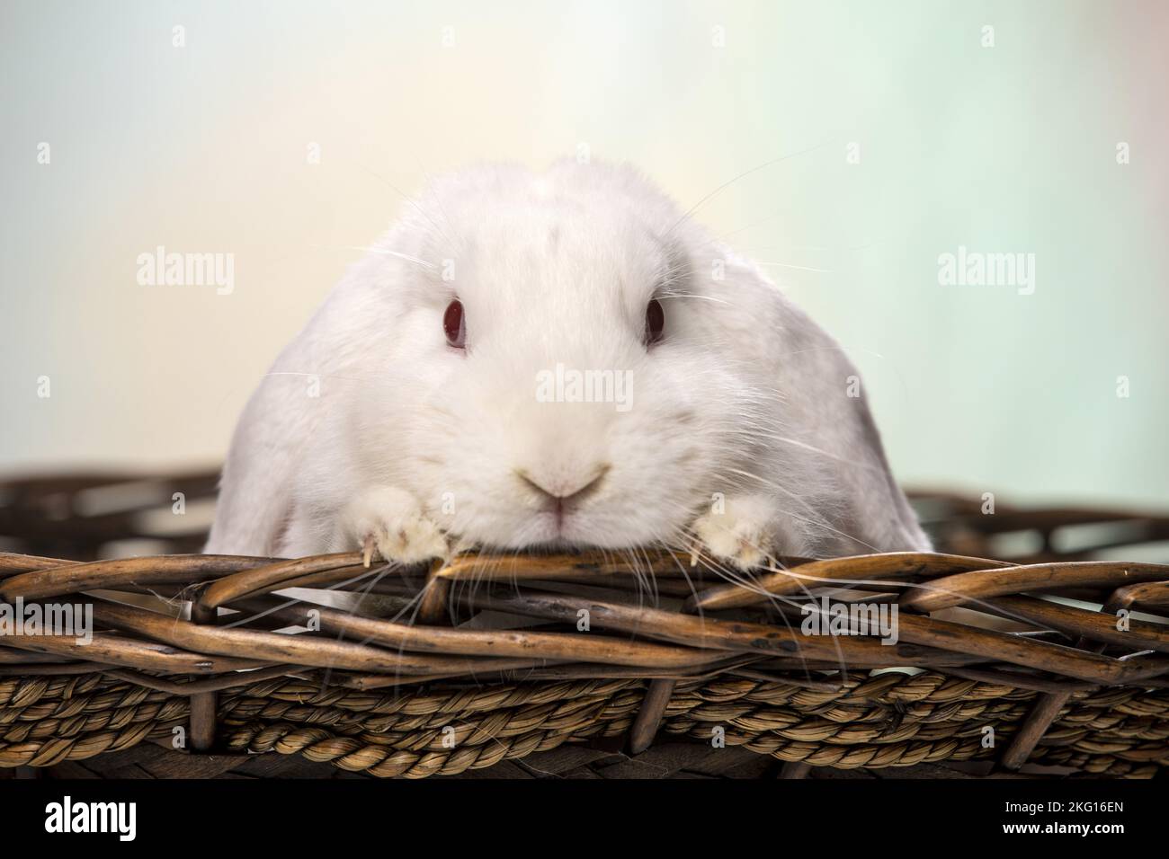 white Lop Rabbit Stock Photo - Alamy