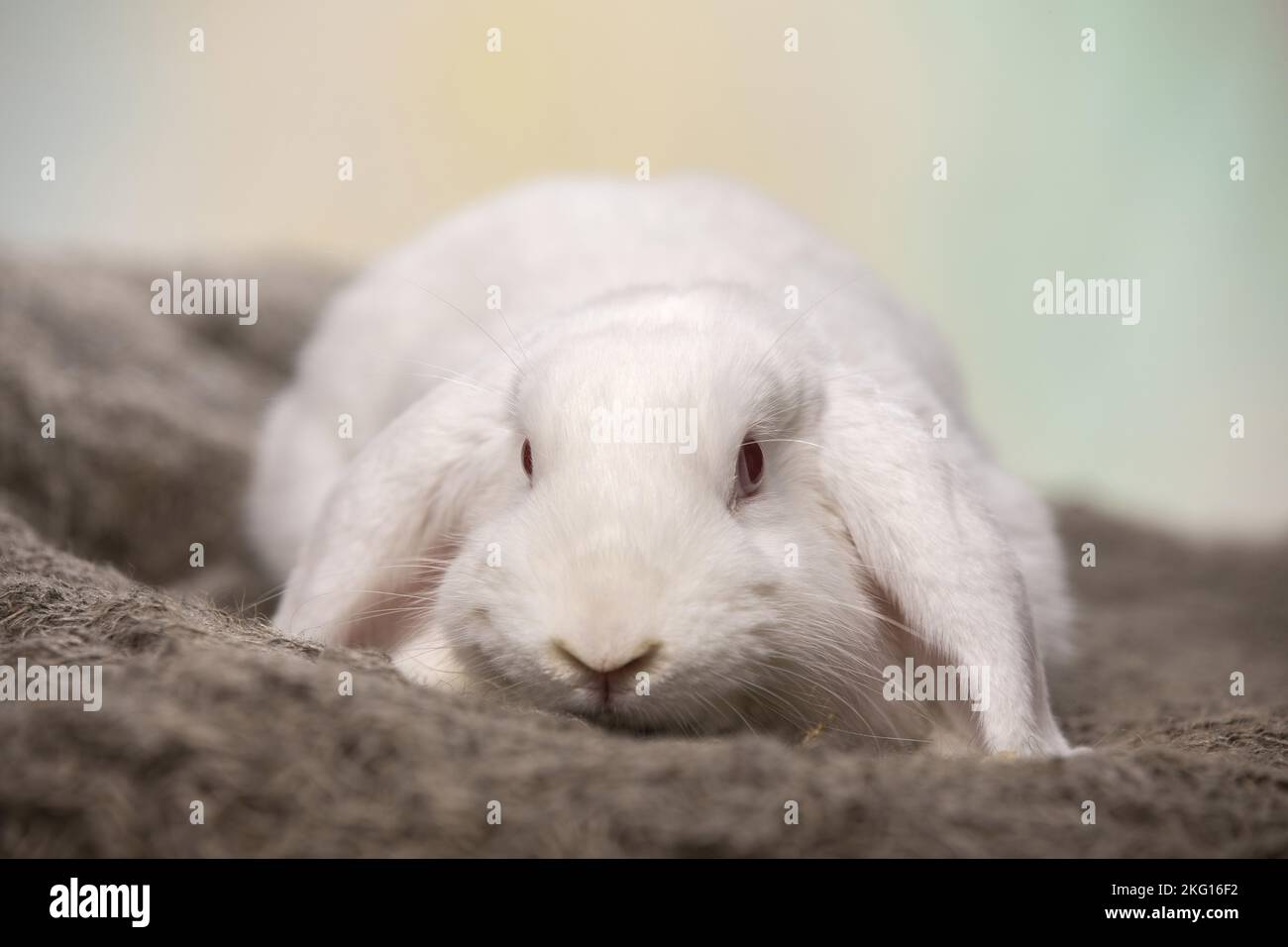 white Lop Rabbit Stock Photo - Alamy