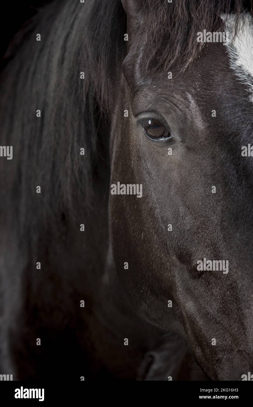 Heavy warmblood friesian horse hi-res stock photography and images - Alamy