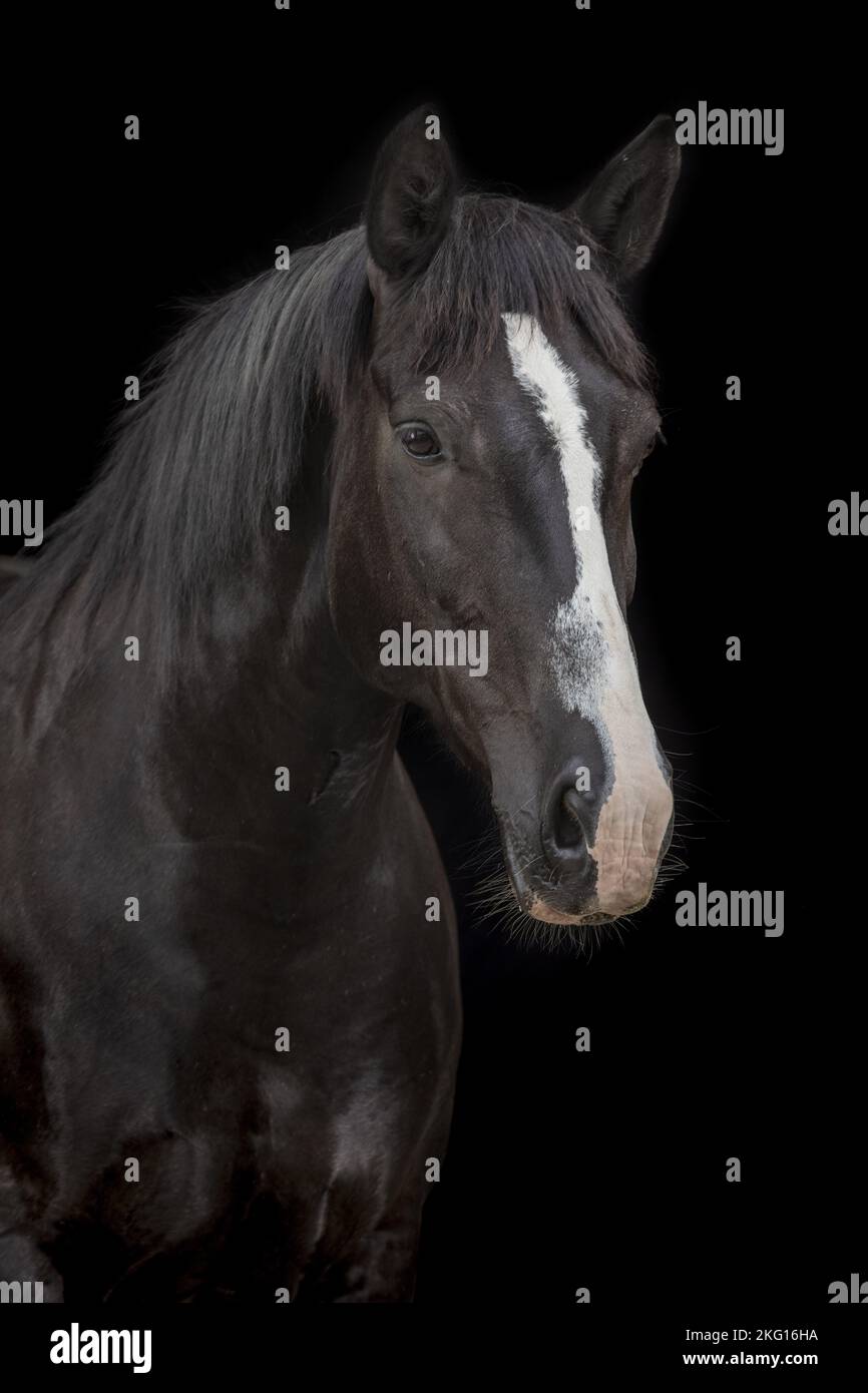 Portrait of a black mare with blaze Stock Photo - Alamy