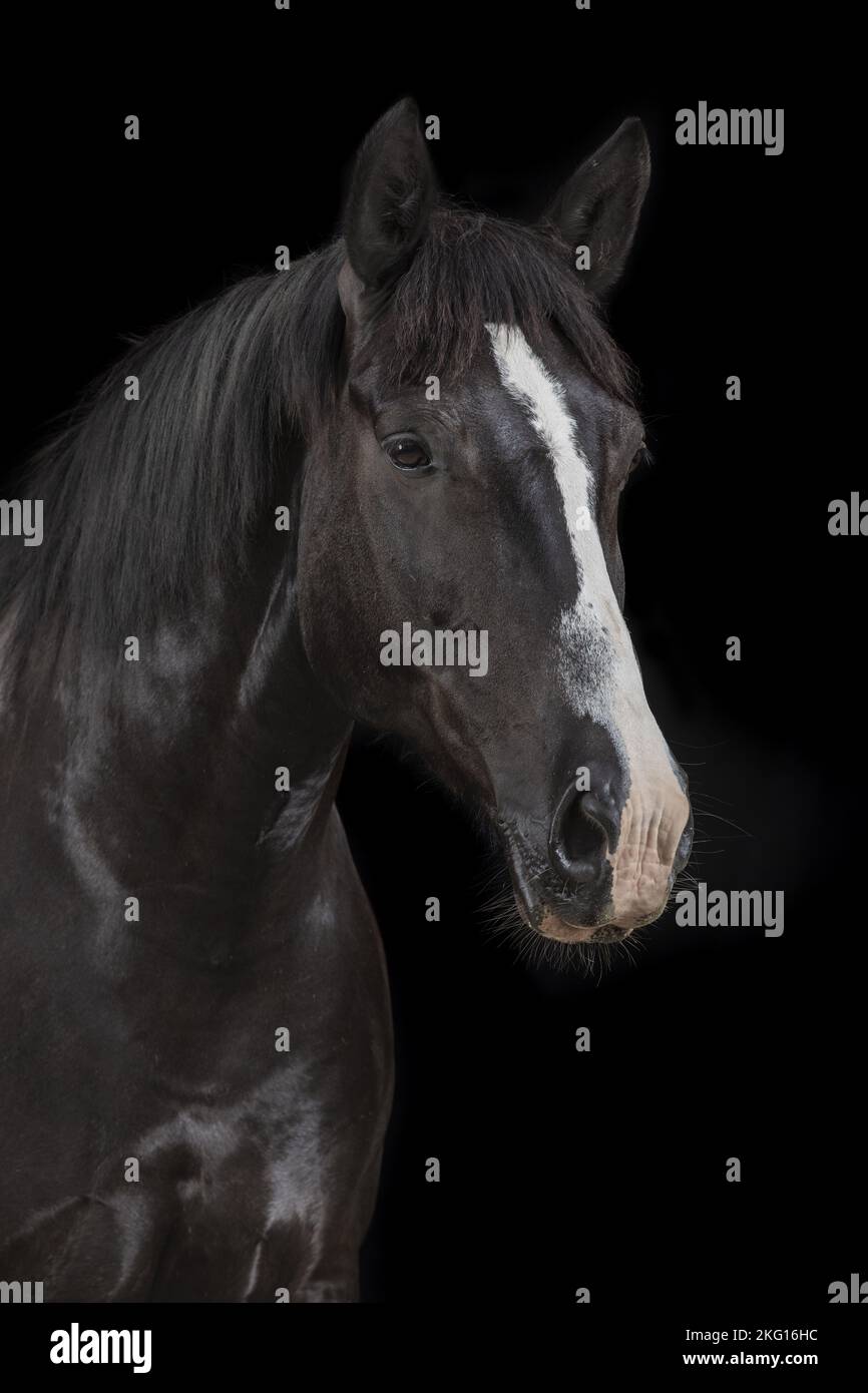 Black mare hi-res stock photography and images - Alamy