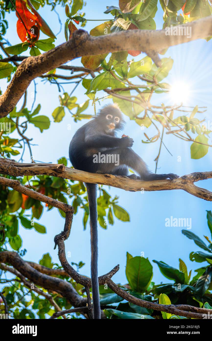 Koh Phaluai, Mu Ko Ang Thong National Park, Gulf of Thailand, Siam ...