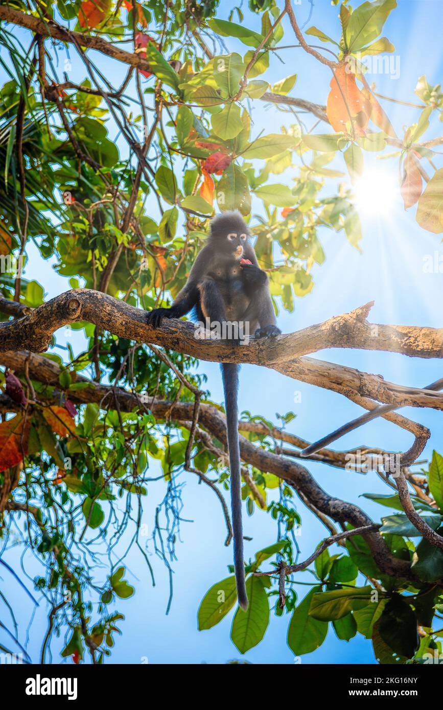 Koh Phaluai, Mu Ko Ang Thong National Park, Gulf of Thailand, Siam ...