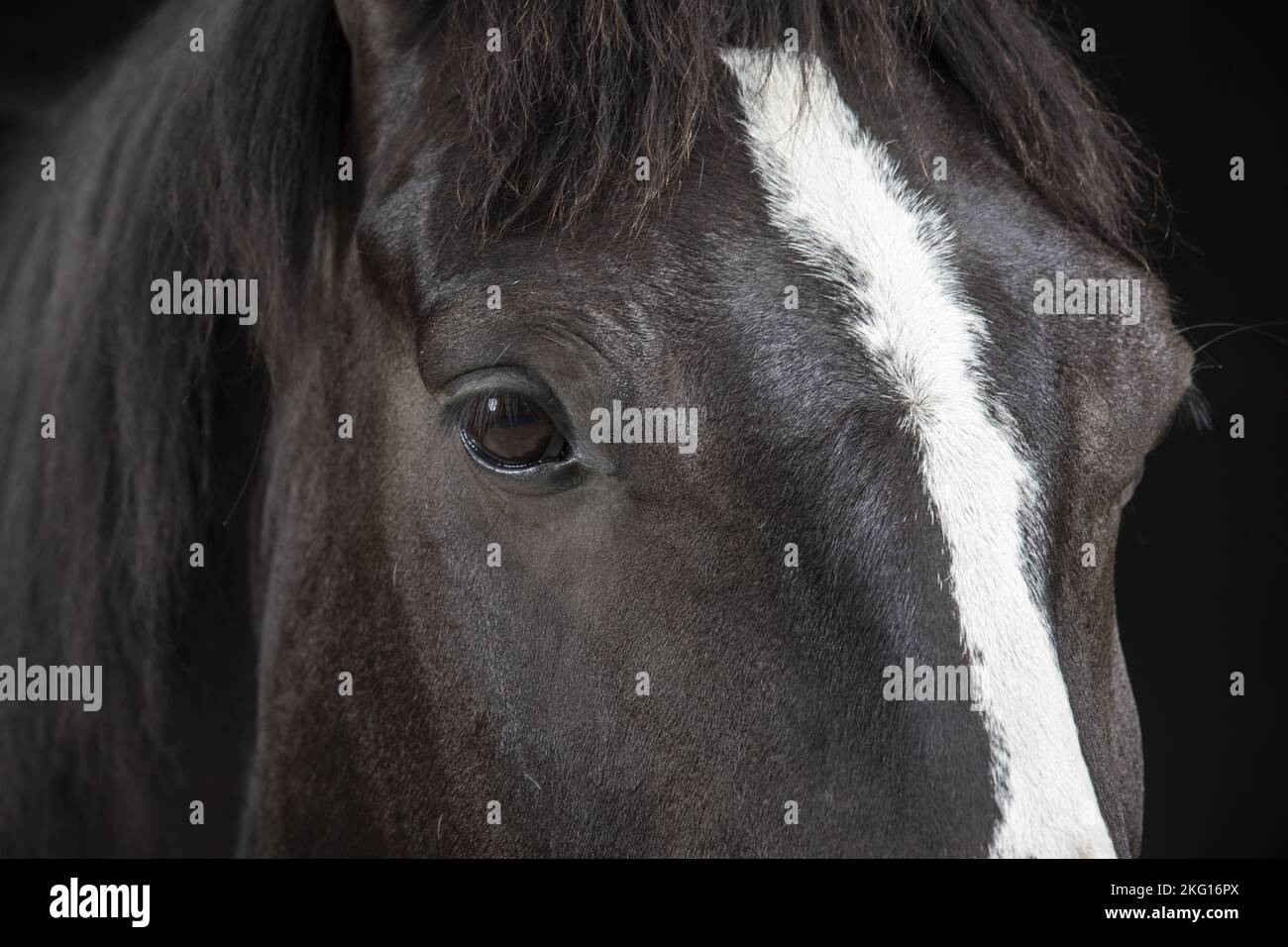 Friesian horse face hi-res stock photography and images - Alamy