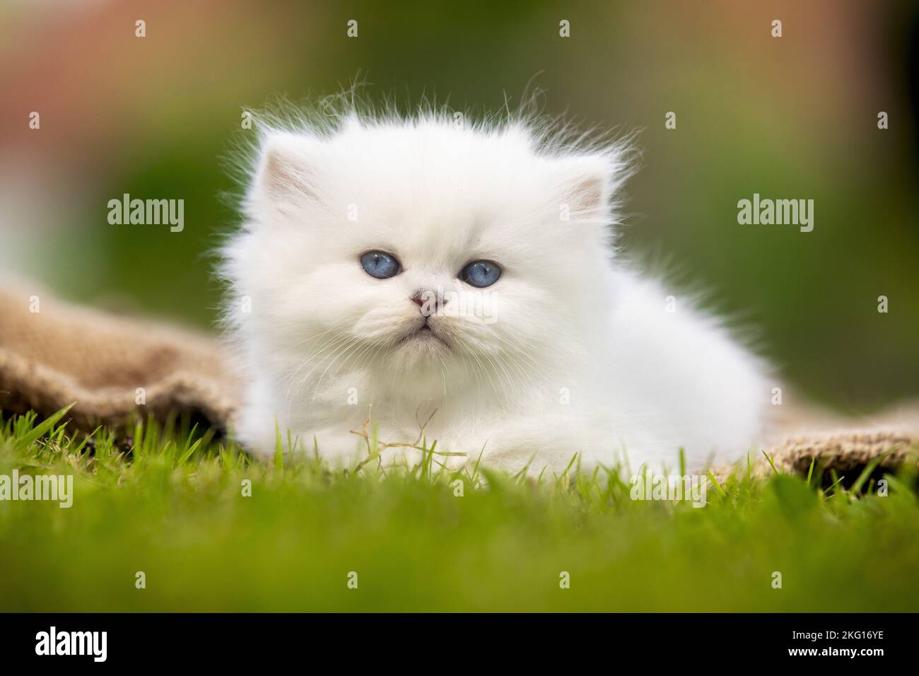 lying British longhair kitten Stock Photo - Alamy
