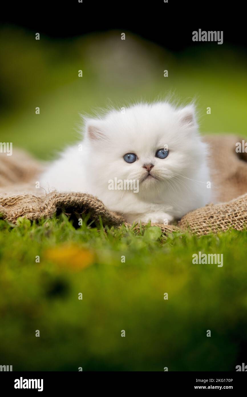 Lying british longhair kitten hi-res stock photography and images - Alamy