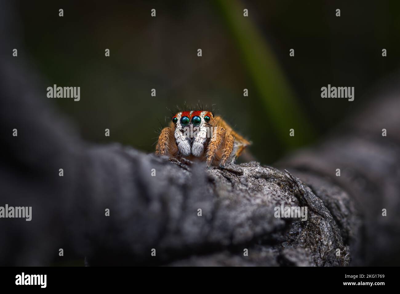 Male Peacock spider, Maratus linnaei in his breeding colours Stock ...