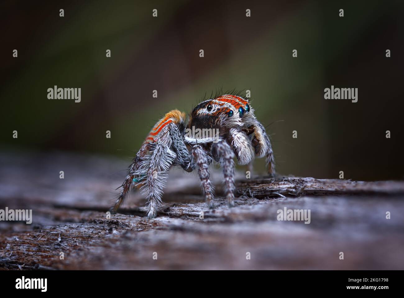 Male Peacock spider, Maratus electricus Stock Photo - Alamy