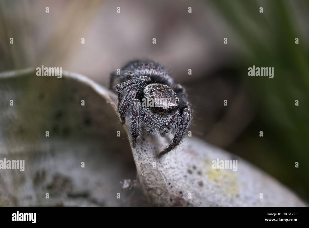 Banksia spider hi-res stock photography and images - Alamy
